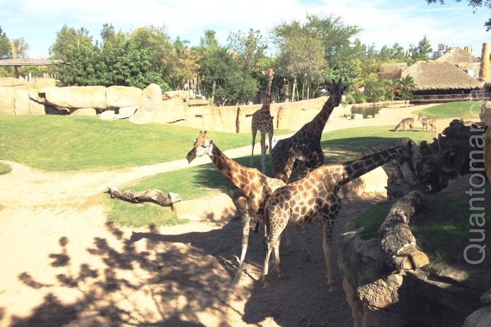 Il Bioparco Valencia - per la famiglia - informazioni per visitarlo ...