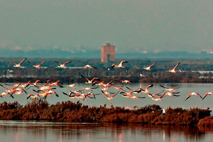 Lidi di Comacchio o Lidi Ferraresi per vacanze tra mare e natura ...