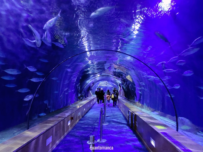 Valencia con i bambini: l' Oceanografico • Quantomanca.com
